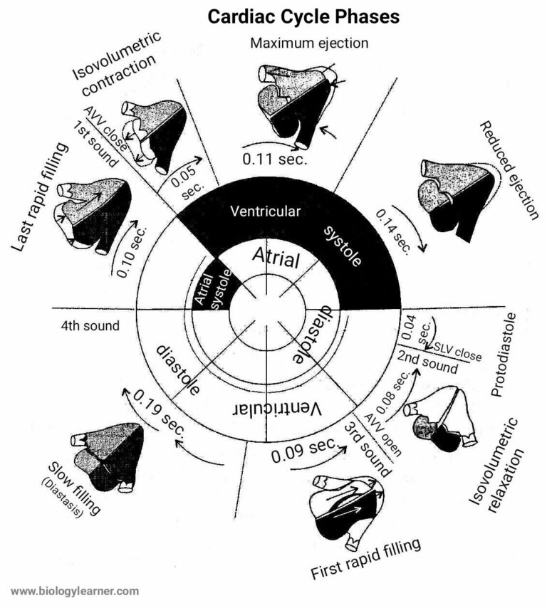 Cardiac Cycle and its Phases