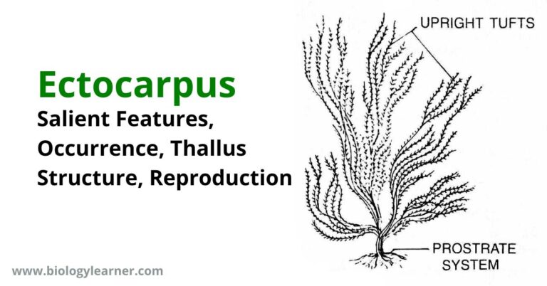 Ectocarpus: Features, Occurrence, Structure, Reproduction