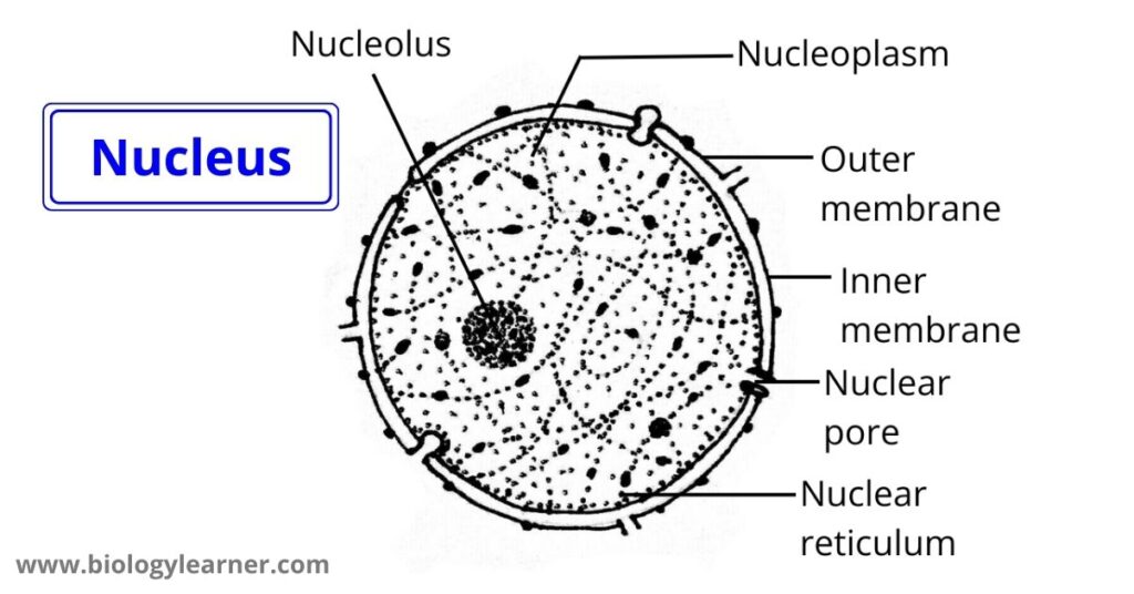 Nucleus Definition Structure Functions nucleus-definition-structure-functions