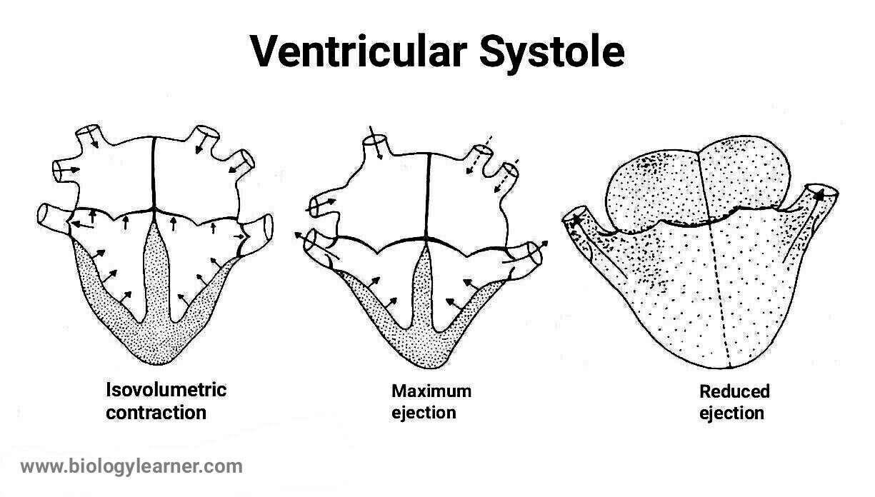 Cardiac Cycle and its Phases