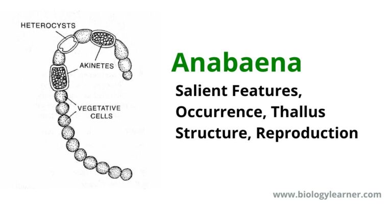 Anabaena: Features, Occurrence, Structure, Reproduction