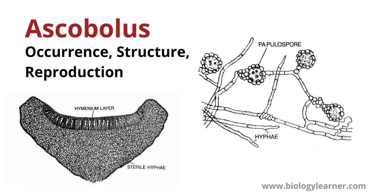 Ascobolus: Occurrence, Structure, Reproduction