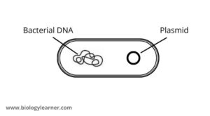 Isolation of Plasmid DNA: Principle, Requirements, Procedure