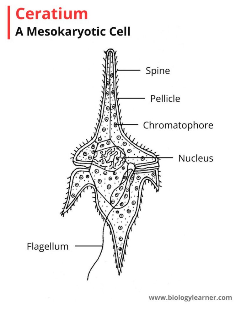 Mesokaryotic Cell: Definition, Features, Structure, Examples