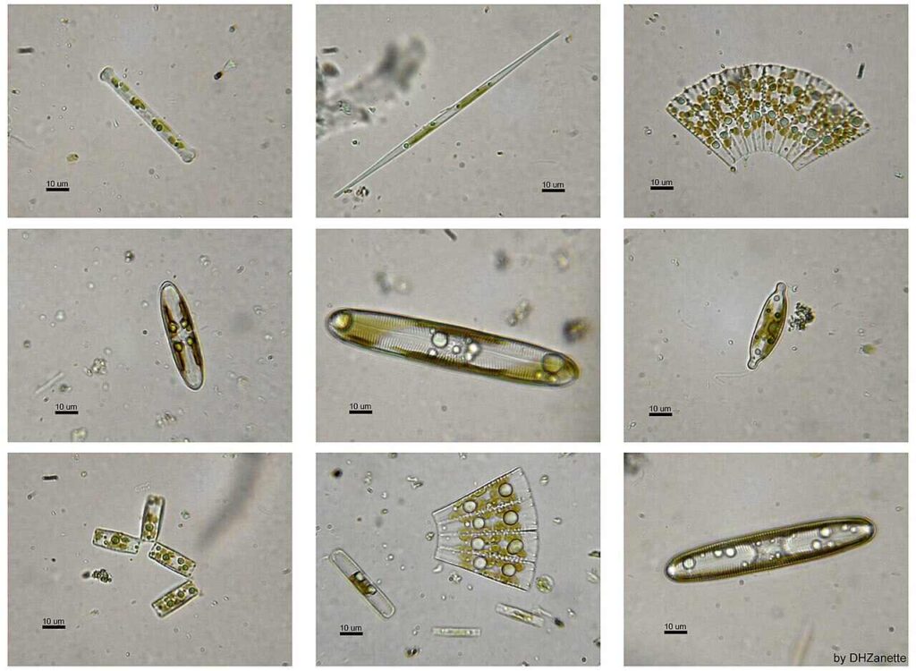 Bacillariophyta (Diatoms): An Overview