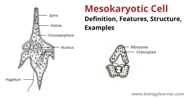 Mesokaryotic Cell: Definition, Features, Structure, Examples