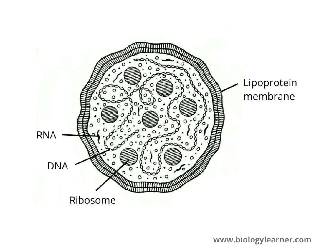 Prokaryotic Cell: Definition, Features, Structure, Examples