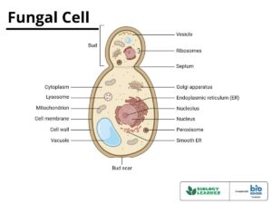 Structure of Fungal Cell with Diagram