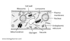 Structure of Fungal Cell with Diagram