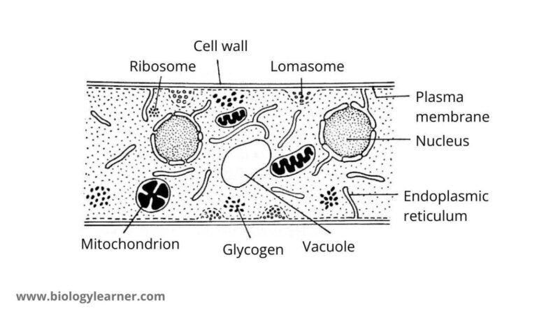 Structure of Fungal Cell with Diagram