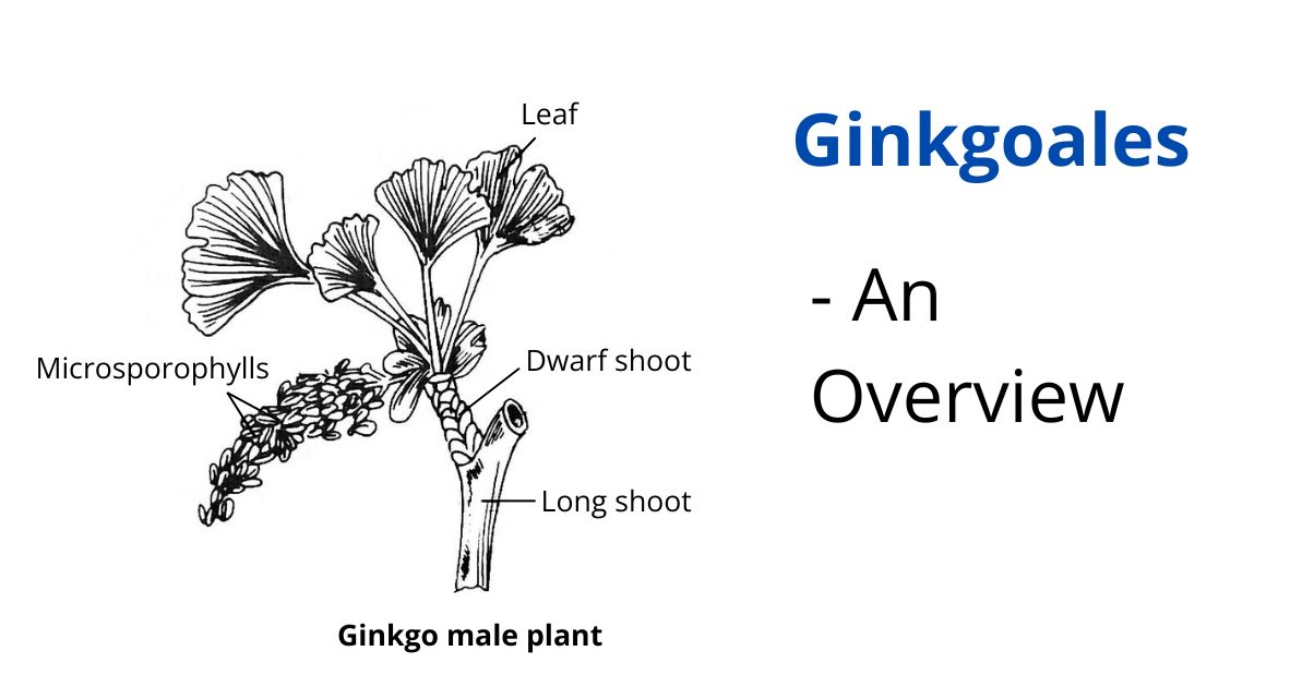 Ginkgoales: An Overview