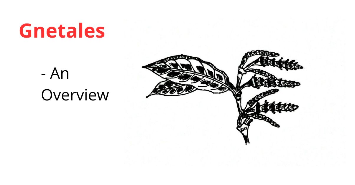 Biology Learner - Online Biology Study Notes