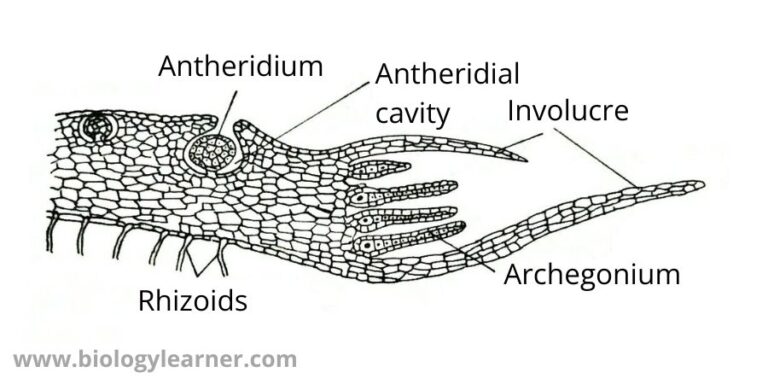 Jungermanniales: Structure, Reproduction, Classification