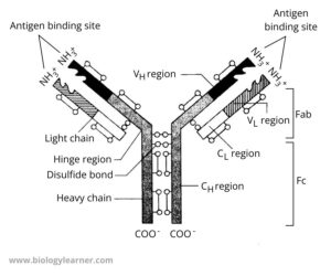 Antibody: Structure, Types, Functions
