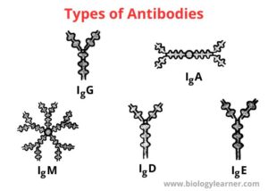 Antibody: Structure, Types, Functions