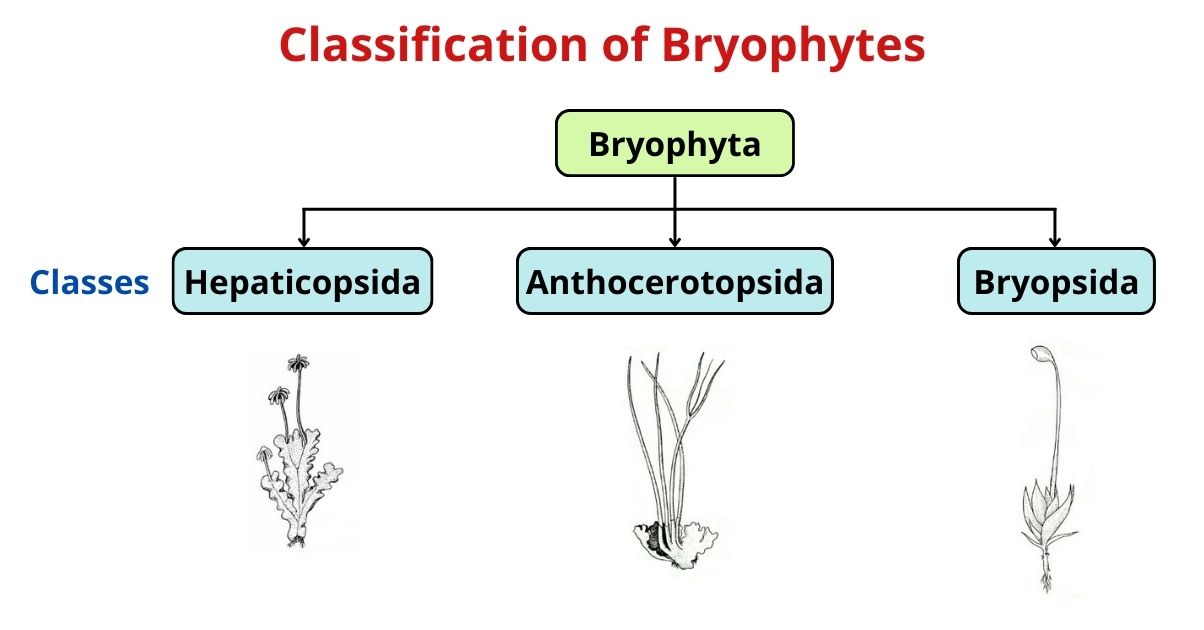 Classification of Bryophytes with Examples