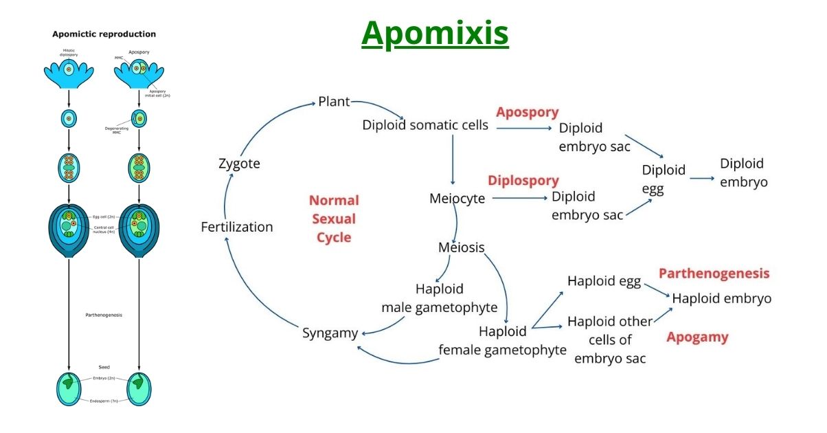Apomixis in Plants