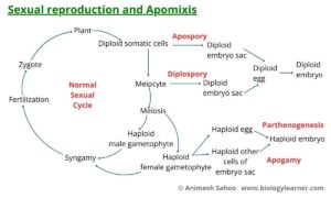 Apomixis in Plants