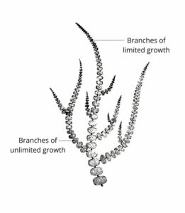 Batrachospermum (Frog Spawn)- Features, Structure, Reproduction & Life ...